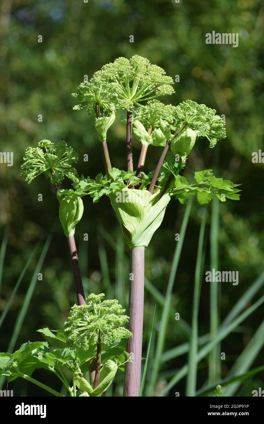Real angelica hi-res stock photography and images - Alamy