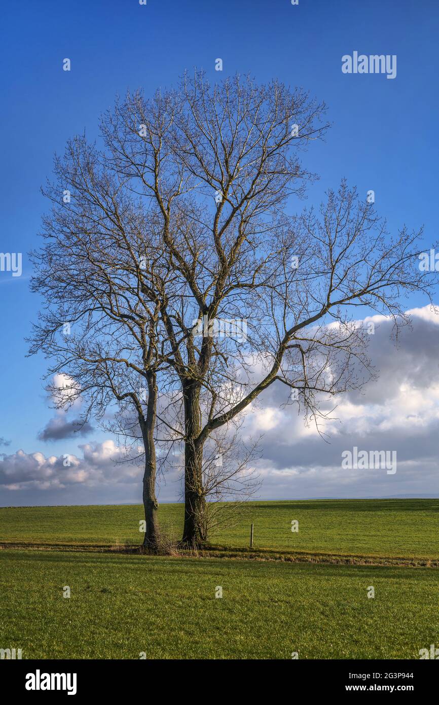 Tree in December Stock Photo - Alamy