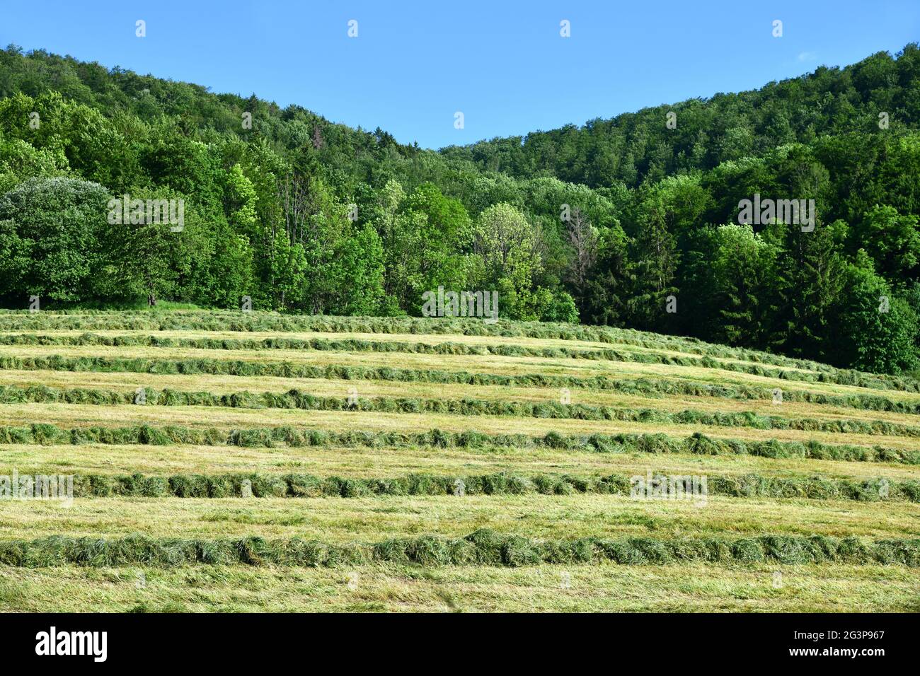 Freshly mown hay field hi-res stock photography and images - Alamy