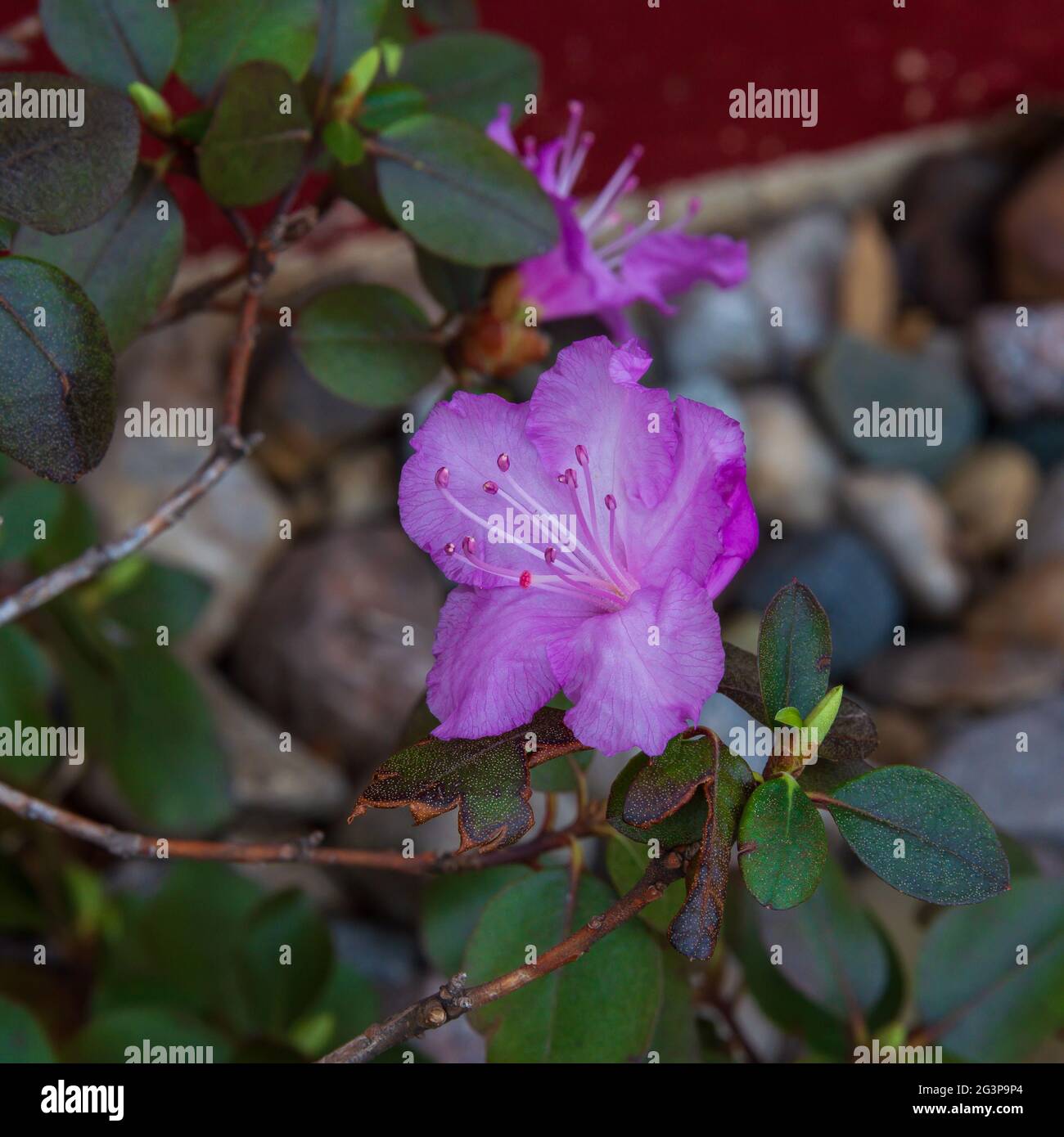 A pink springtime rhododendron bloom Stock Photo - Alamy