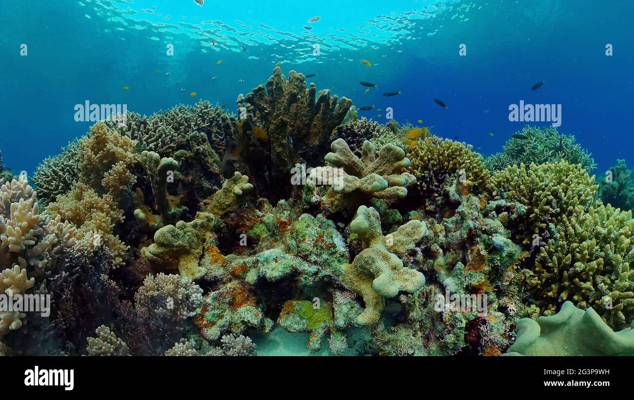 Tropical sea and coral reef. Underwater Fish and Coral Garden ...