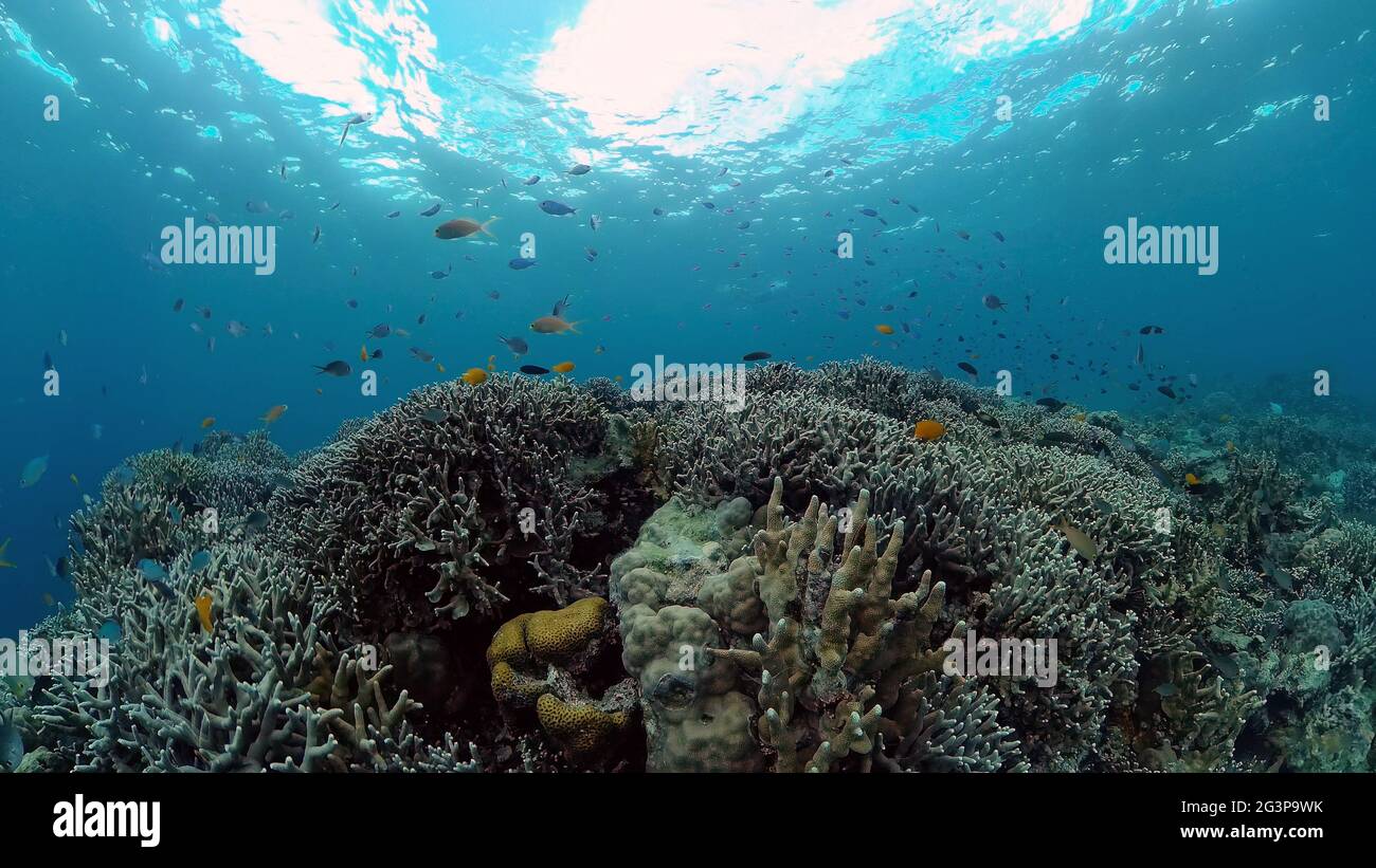 Underwater fish garden reef. Reef coral scene. Seascape under water ...
