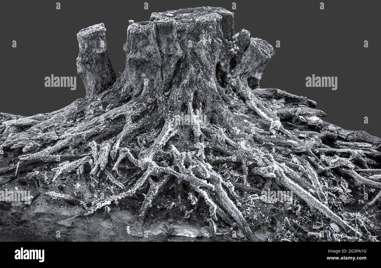 Iced tree root Stock Photo - Alamy