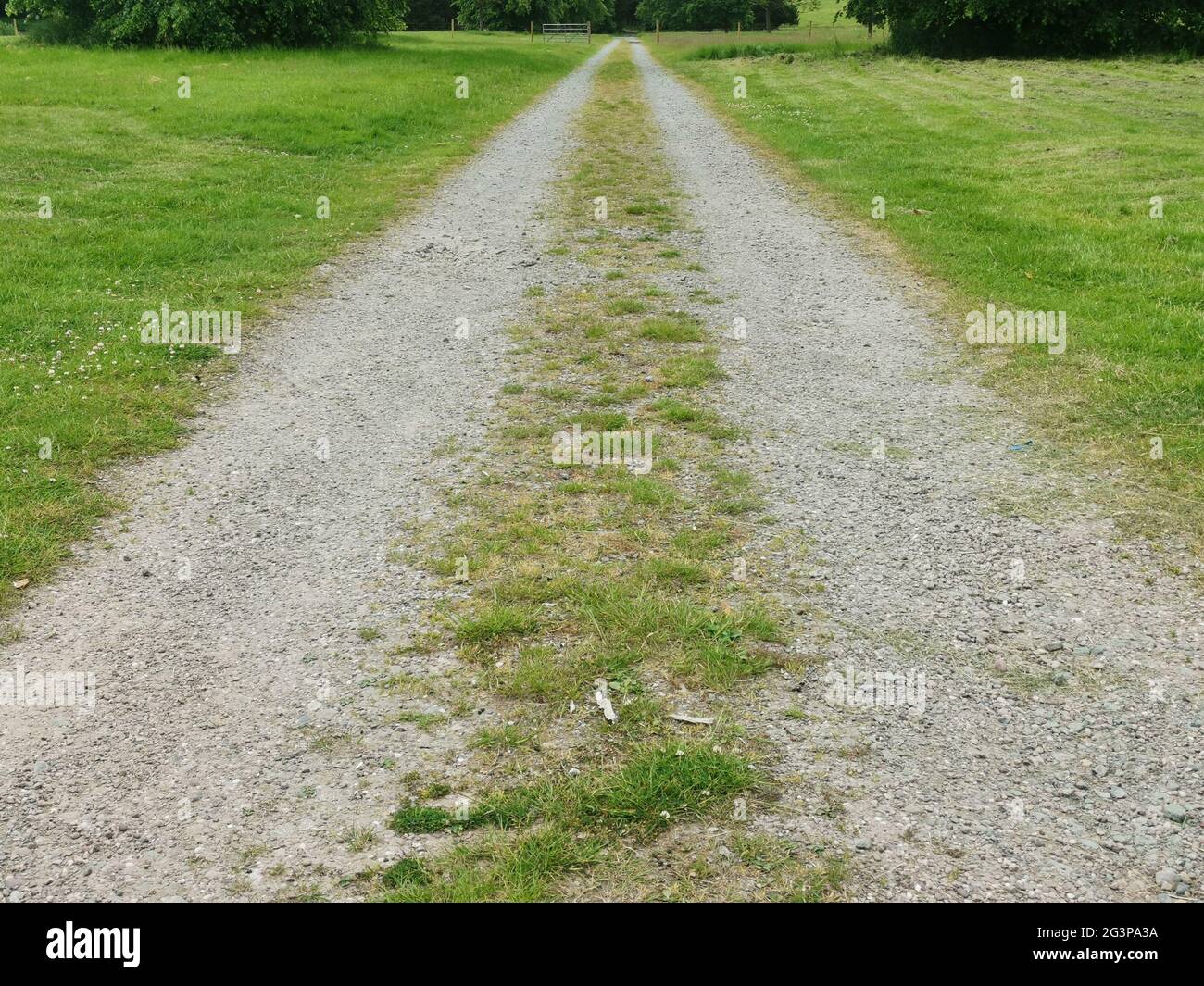 Rough track through coarse grass field leading into the distance Stock ...