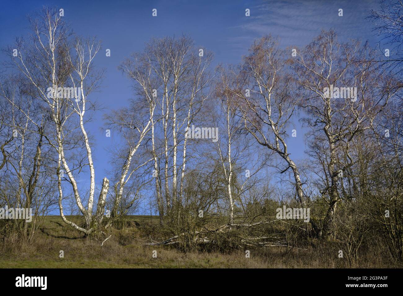 Birches forests hi-res stock photography and images - Alamy