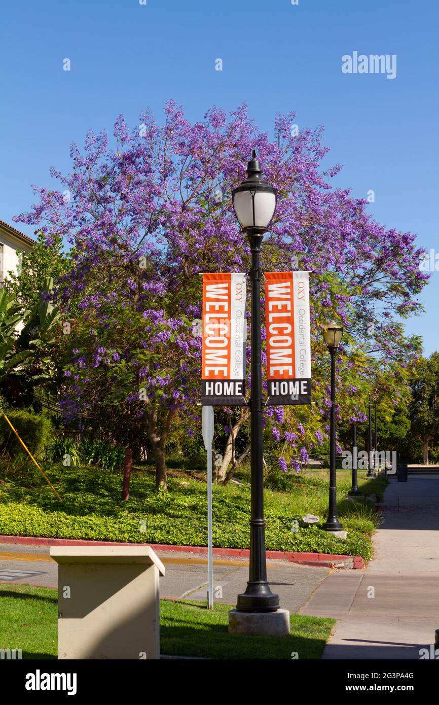 Jacaranda trees on the campus of Occidental College Stock Photo - Alamy