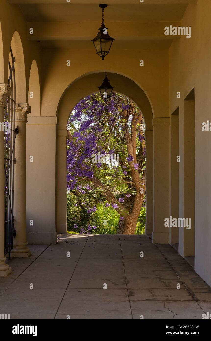Jacaranda tree in bloom hi-res stock photography and images - Alamy