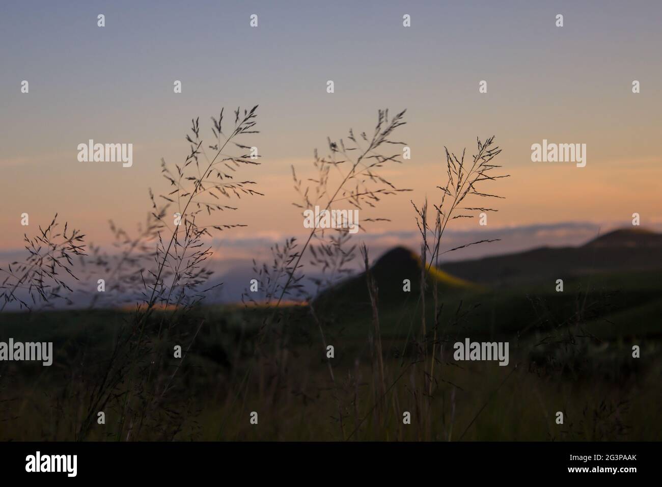 Grass seeds of wild sorghum, Sorghum verticilliflorum, in silhouette at ...