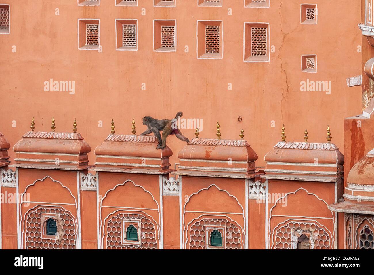 Hawa mahal monkey Stock Photo - Alamy