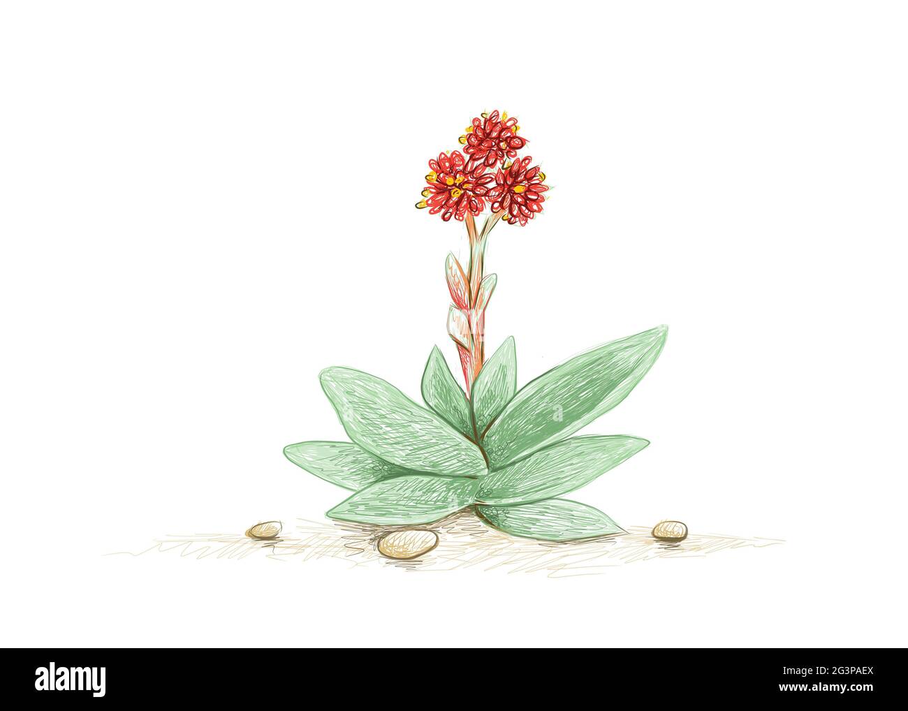Illustration Hand Drawn Sketch of Crassula Falcata or Propeller Plant ...
