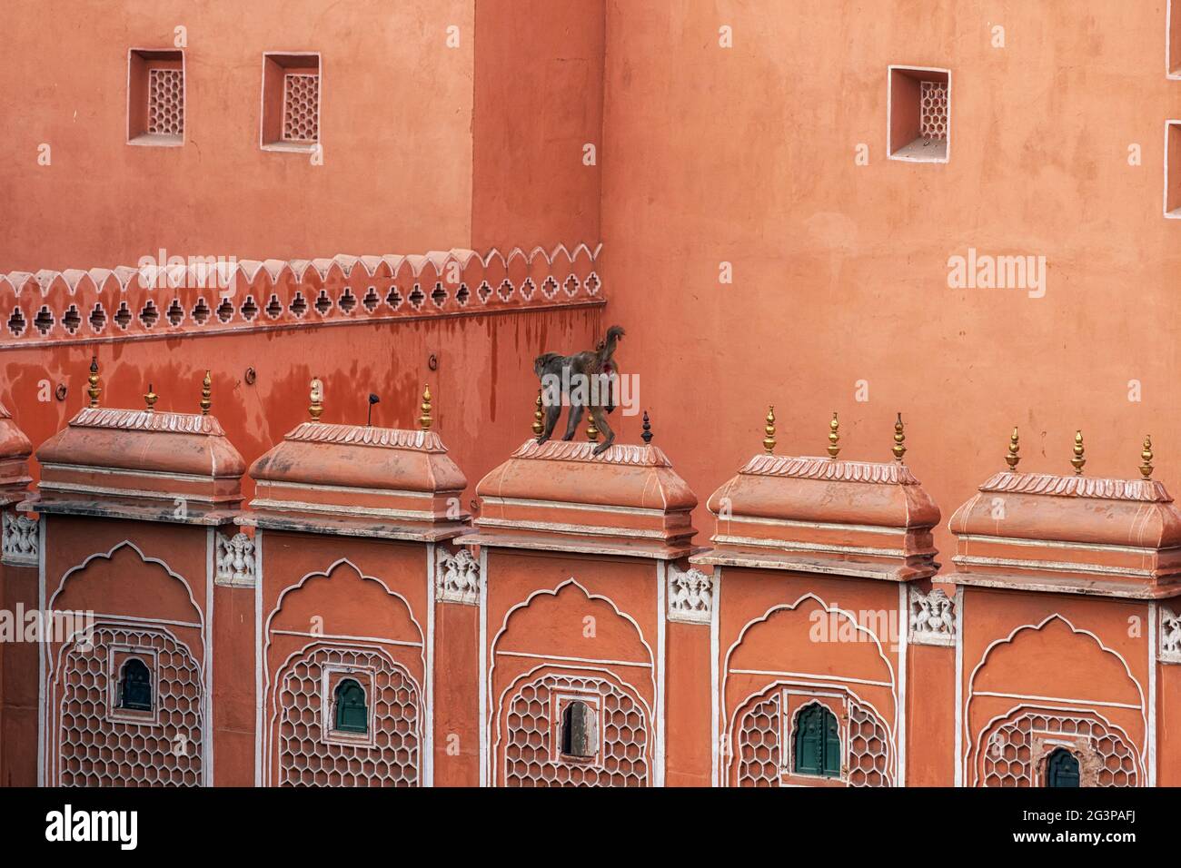 Hawa mahal monkey Stock Photo - Alamy