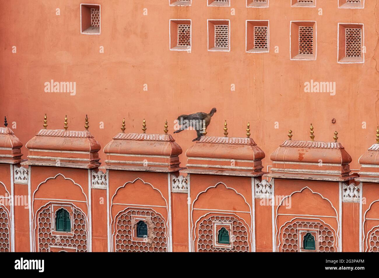Hawa mahal monkey Stock Photo - Alamy