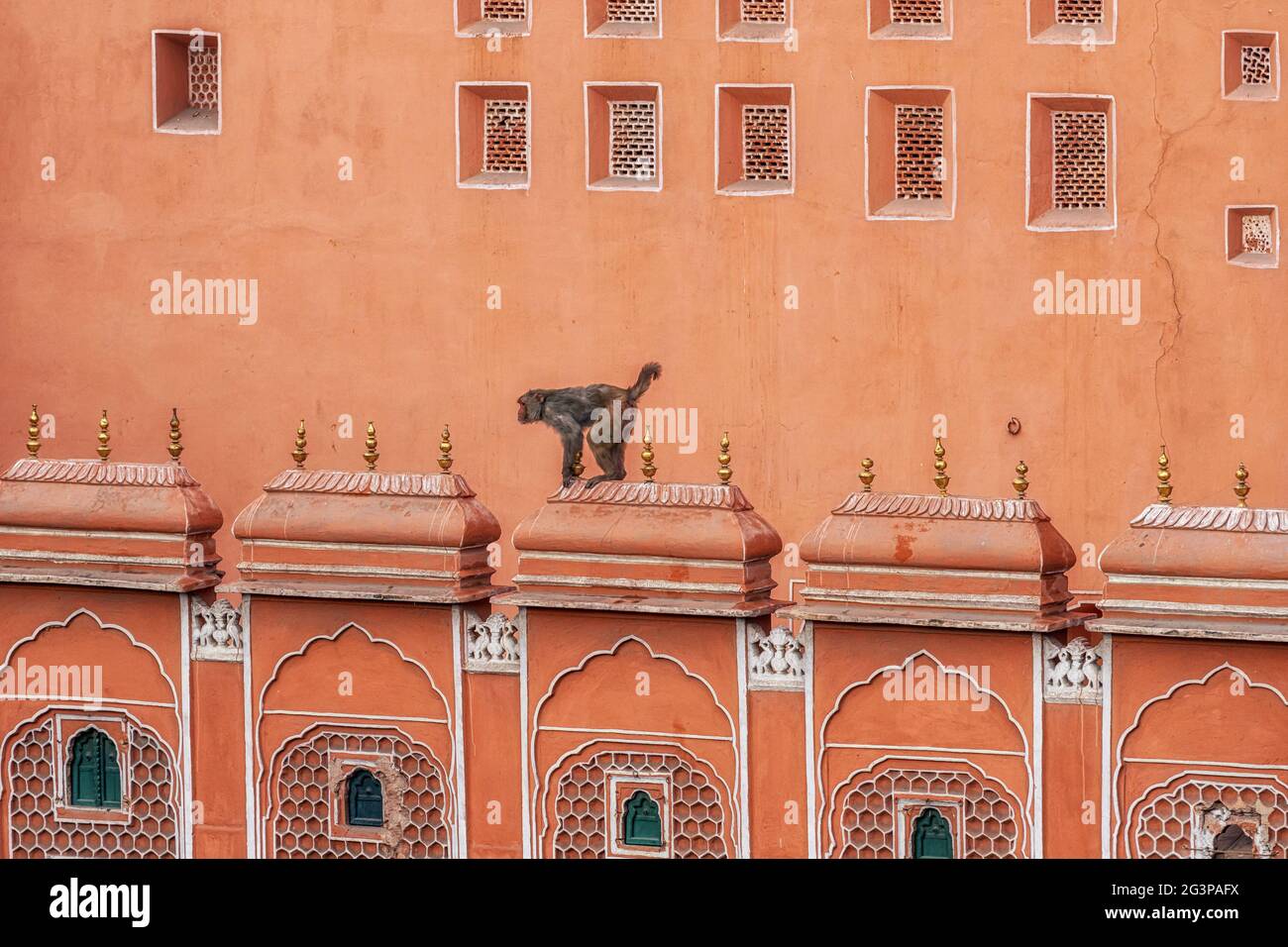 Hawa mahal monkey Stock Photo - Alamy