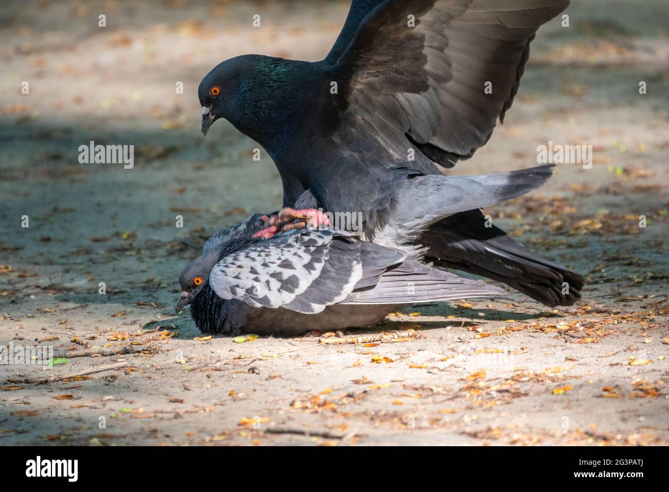 Mating games of a pair of pigeons. Pigeons in Love Game Stock Photo - Alamy