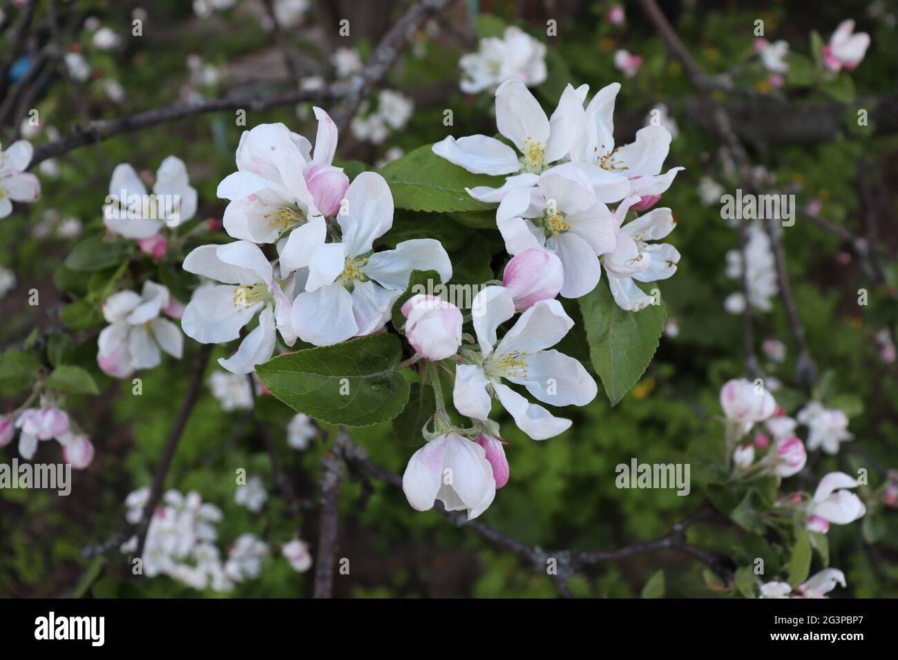 Spring blossom flower background. Beautiful nature scenic wallpaper ...