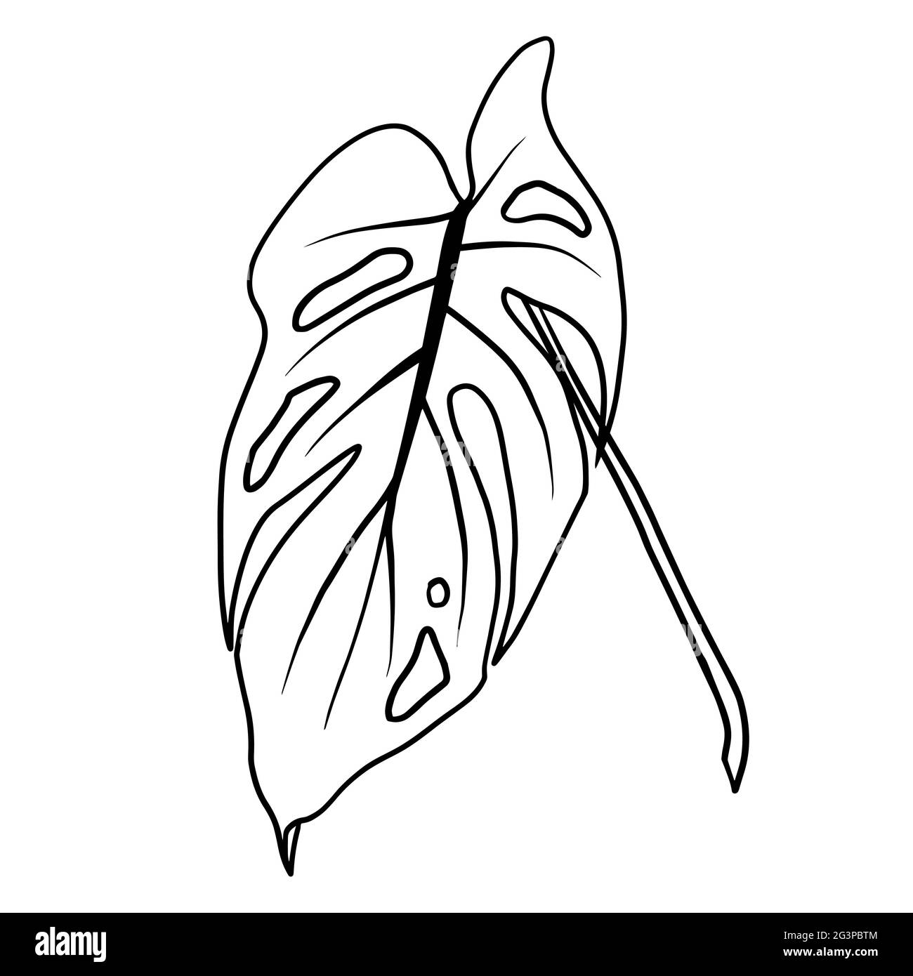 Outlines of monstera leaves. Vector isolated clipart. Minimal ...