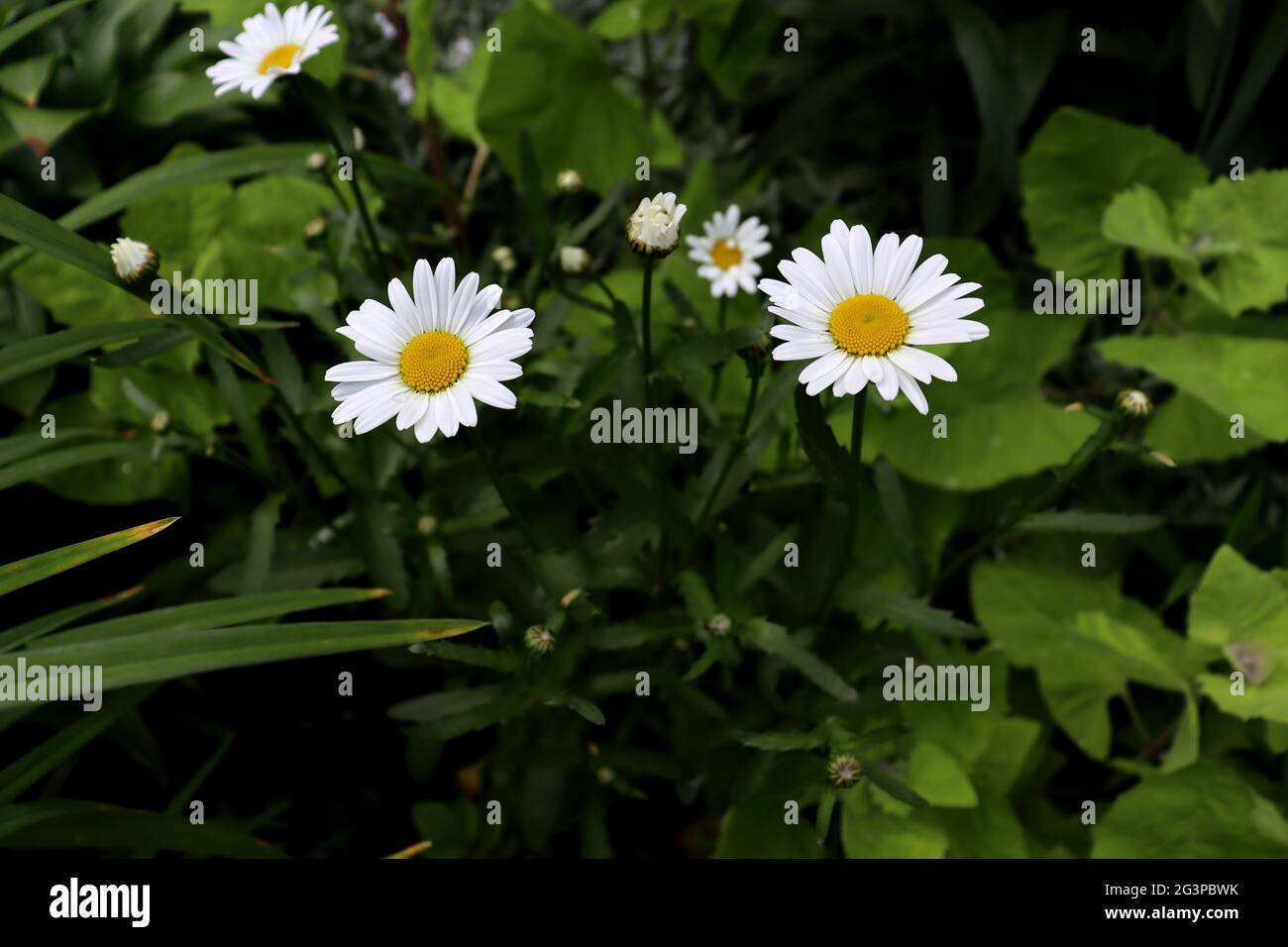 Close up of chamomile flower. Beautiful natural scenic background ...