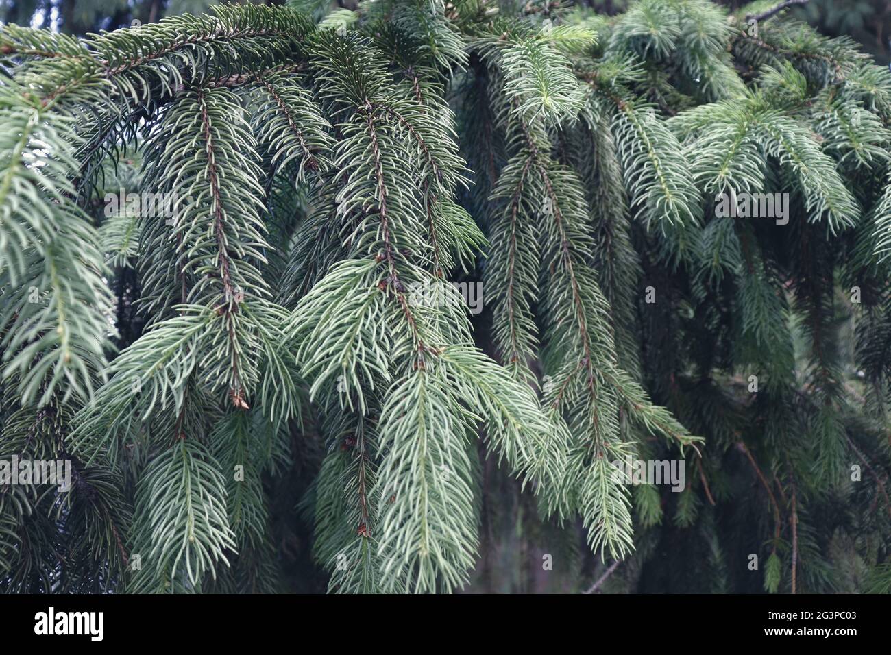 Beautiful pine tree on forest. Nature background. Natural wallpaper ...