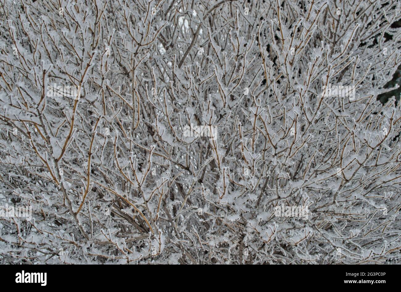 Closeup shot of a tree covered with snow in the winter Stock Photo - Alamy