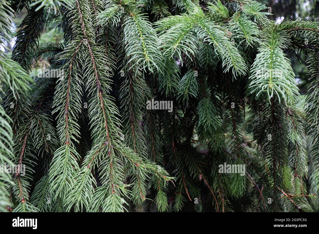 Beautiful green grove texture. Pine forest background. Pine woods ...
