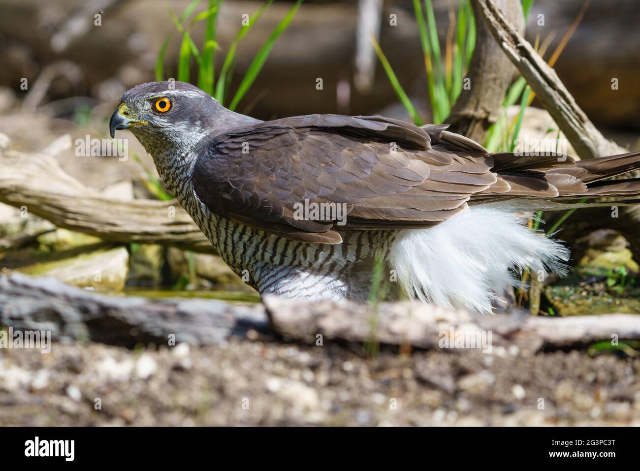 Goshawk flight northern hi-res stock photography and images - Alamy