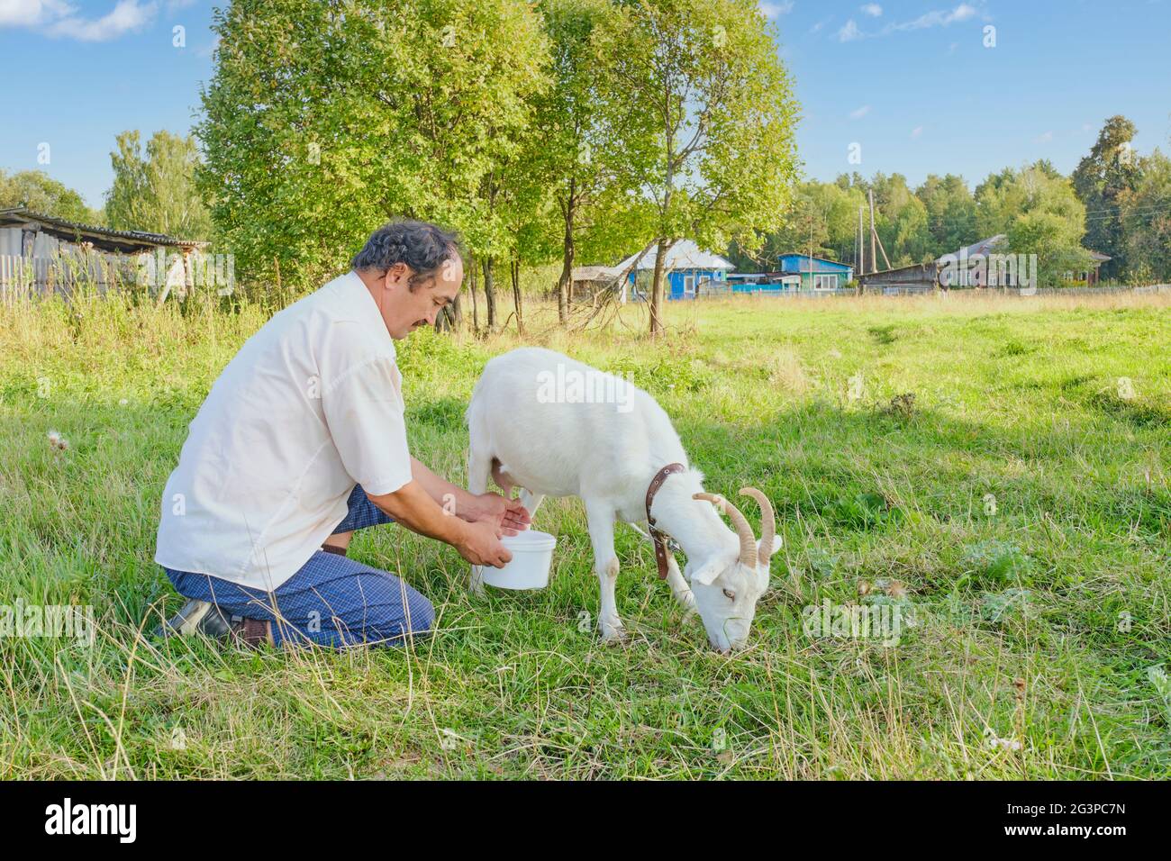 Milking goat by hand hi-res stock photography and images - Alamy