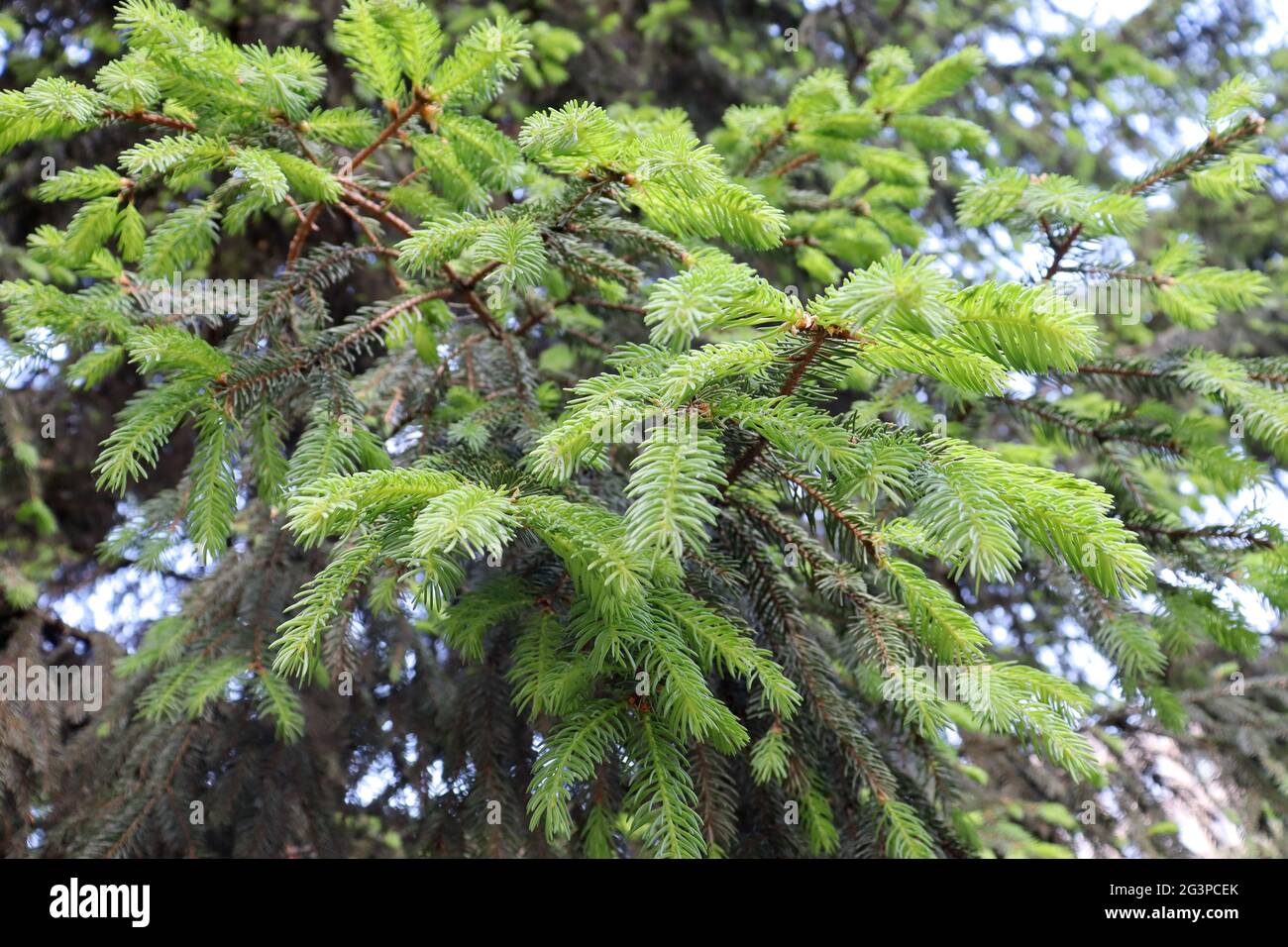 Beautiful pine forest texture. Pines tree in grove. Forest background ...