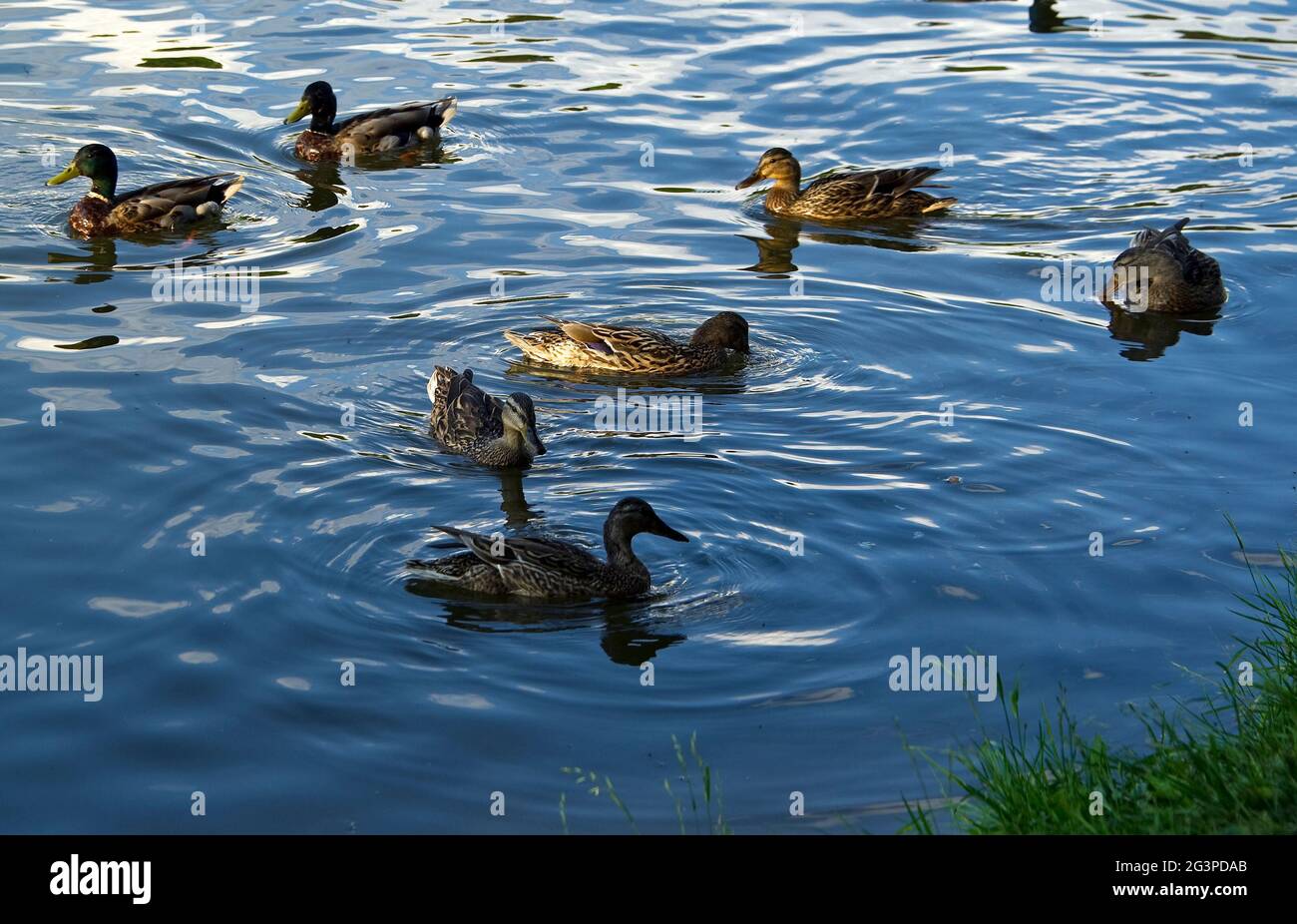 Lake ducks in forest hi-res stock photography and images - Alamy