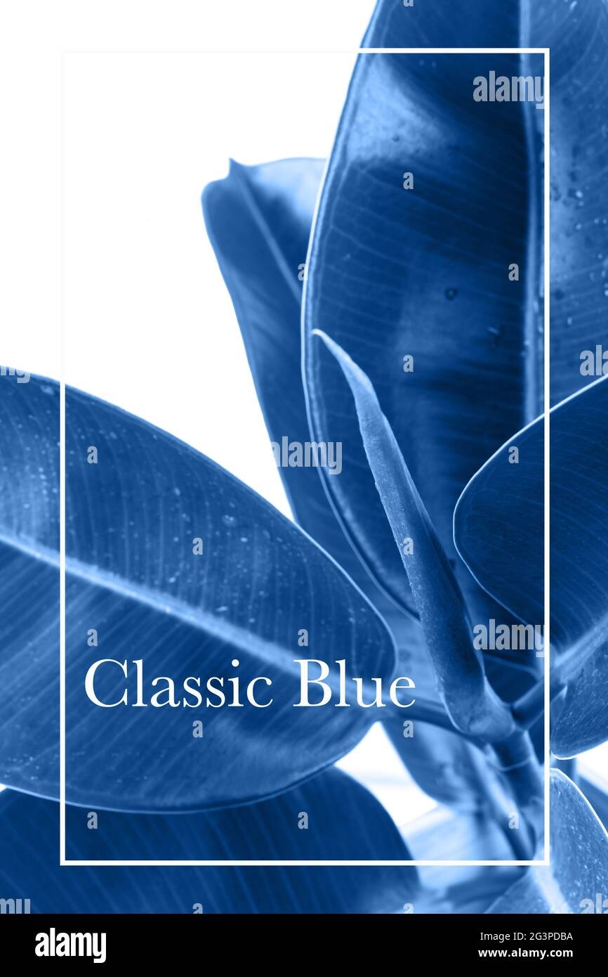 Ficus Elastica toned with Classic blue color Stock Photo - Alamy