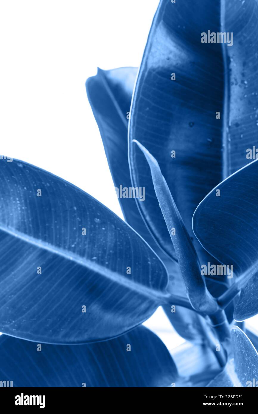 Ficus Elastica toned with Classic blue color Stock Photo - Alamy