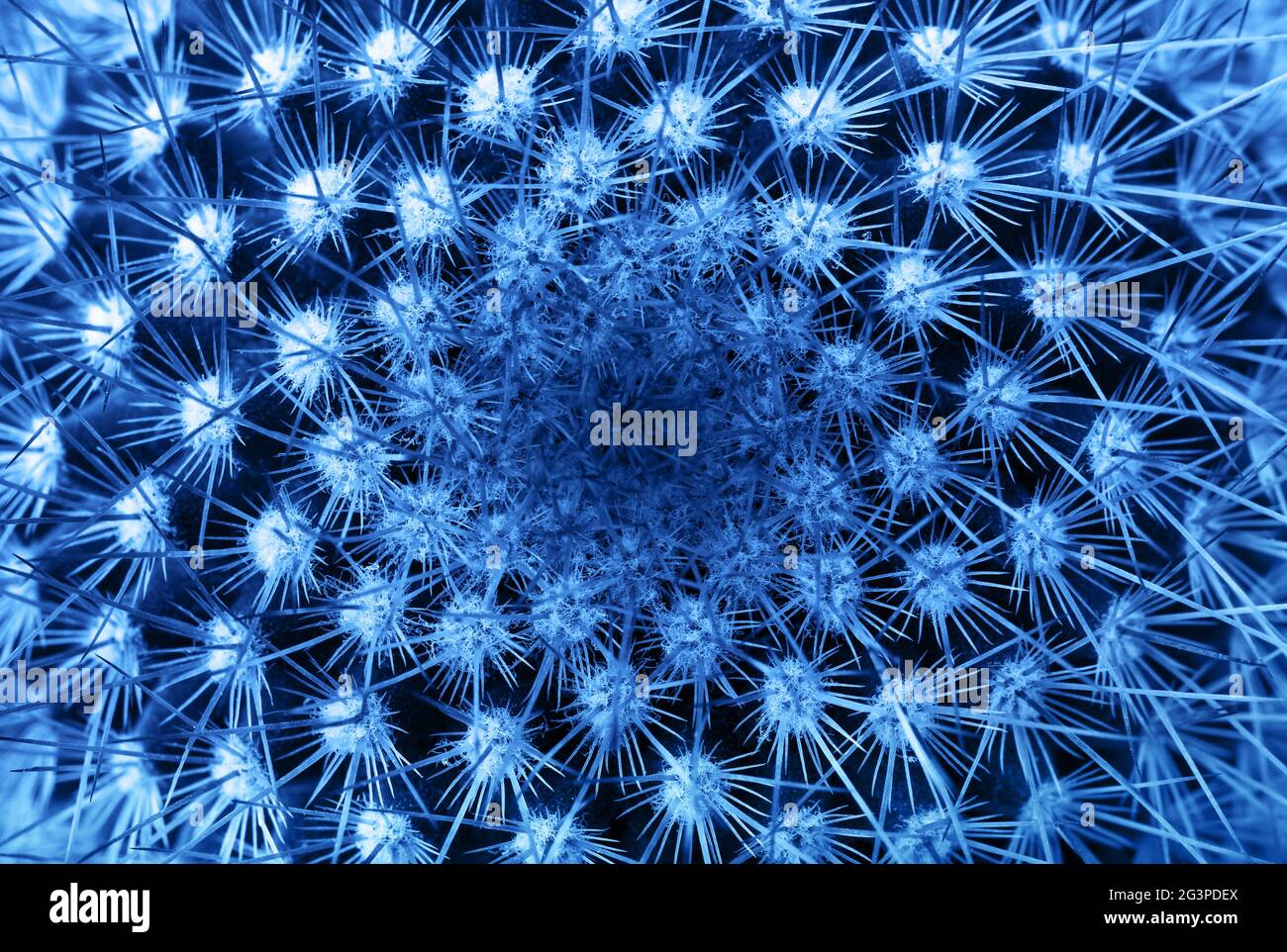 Blue grey cactus hi-res stock photography and images - Alamy