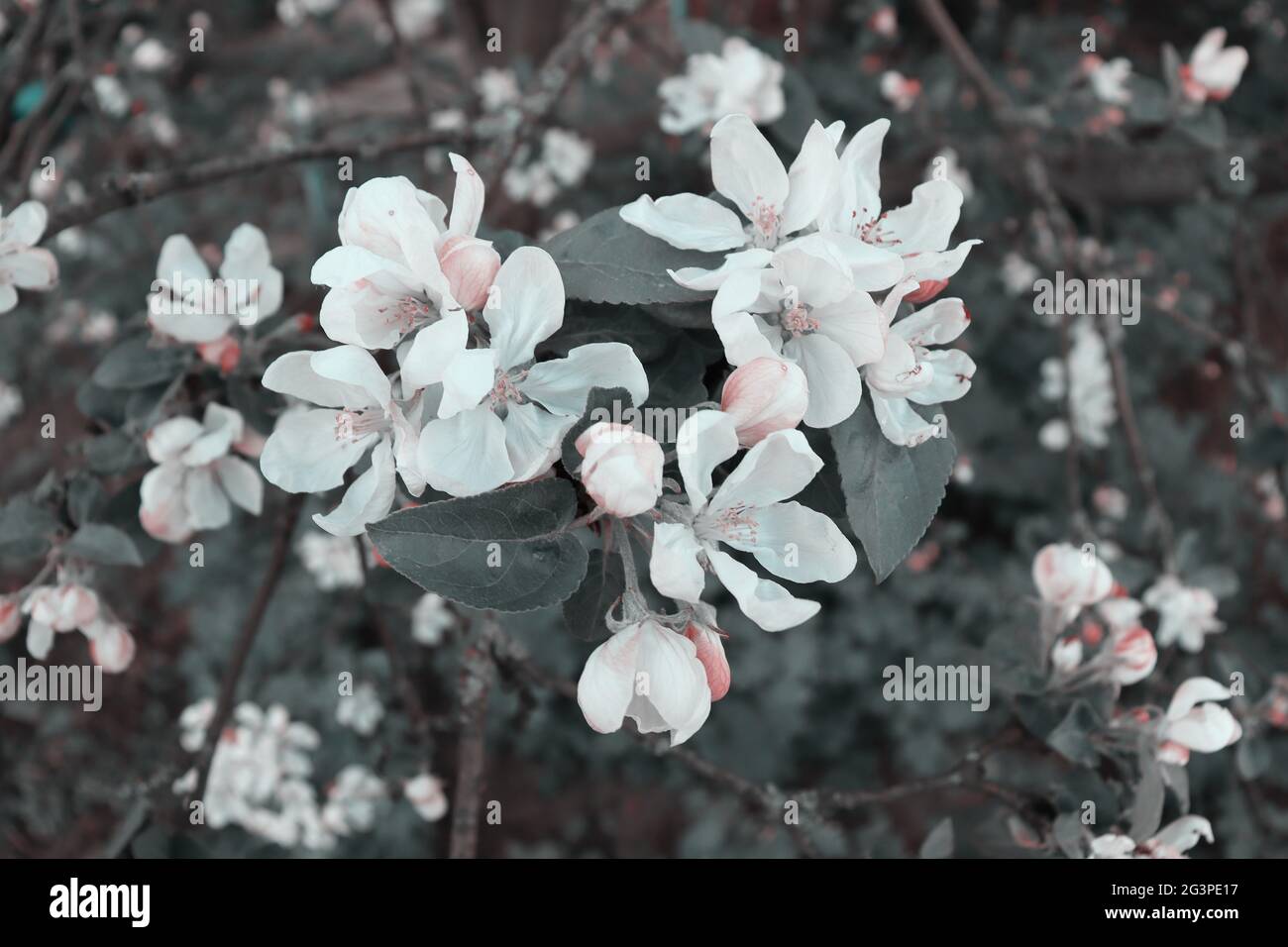 Spring blossom flower background. Beautiful nature scenic wallpaper ...