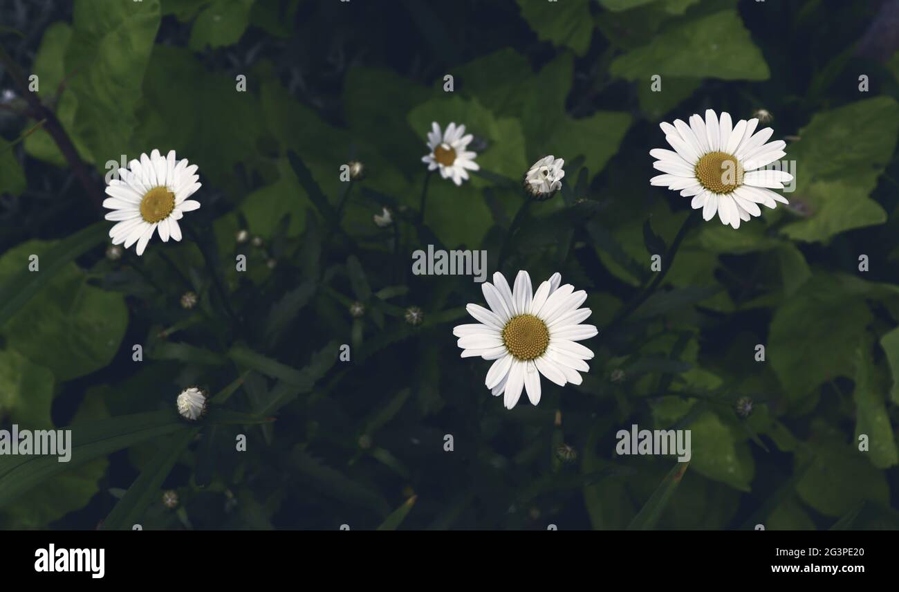 Beautiful natural scenic background. Chamomiles in garden wallpaper ...
