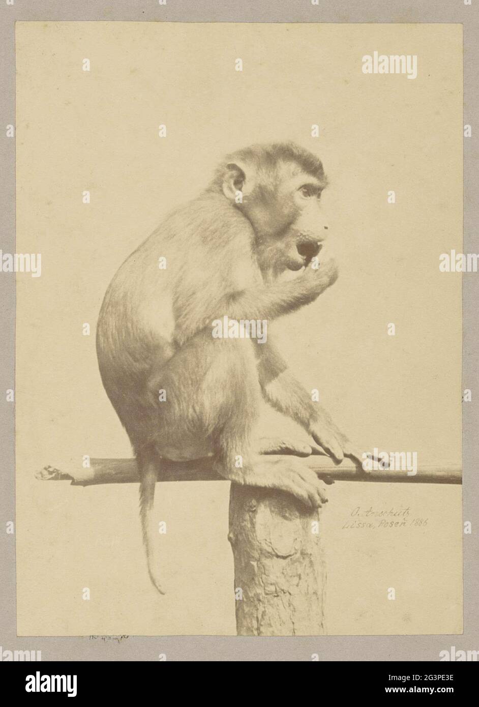 Monkey on a stick hi-res stock photography and images - Alamy