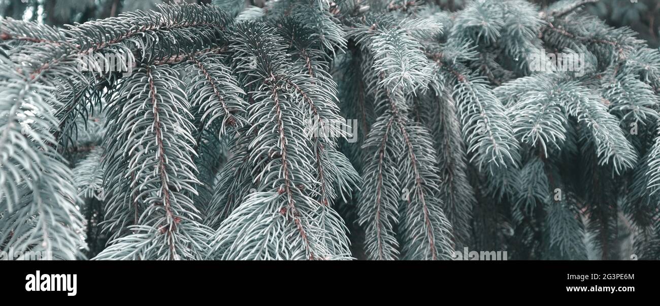 Beautiful tree on forest. Nature background. Natural wallpaper Stock ...