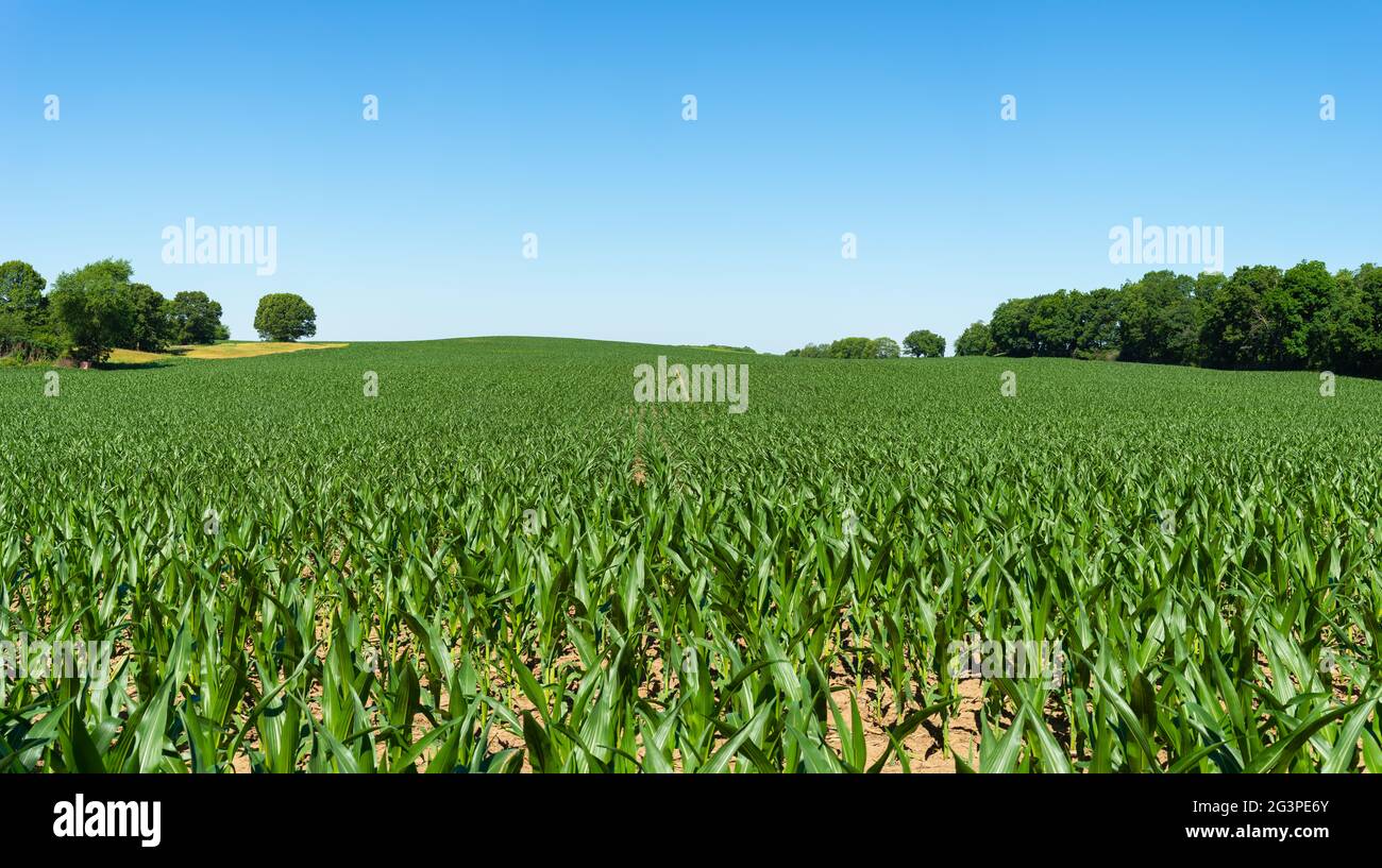 Vibrant green cornfield in the Midwest with brilliant blue skies above ...