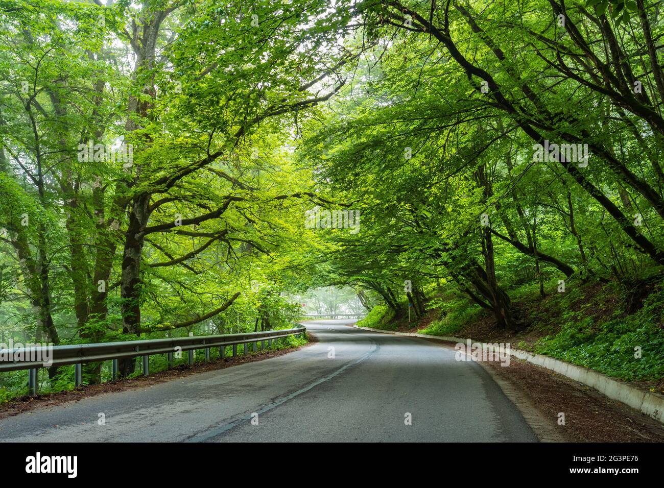 Sabaduri forest in summer, a beautiful place in the north of Tbilisi ...