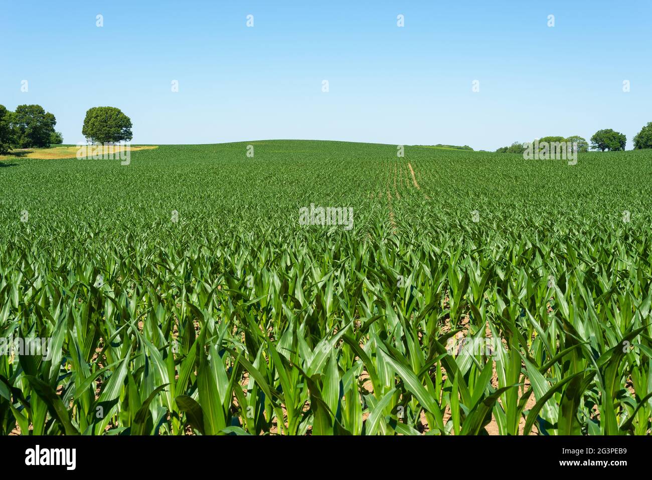 Vibrant green cornfield in the Midwest with brilliant blue skies above ...