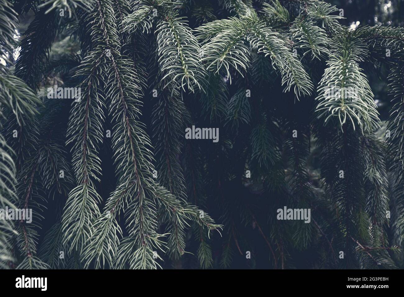 Beautiful green grove texture. Pine forest background. Pine woods ...
