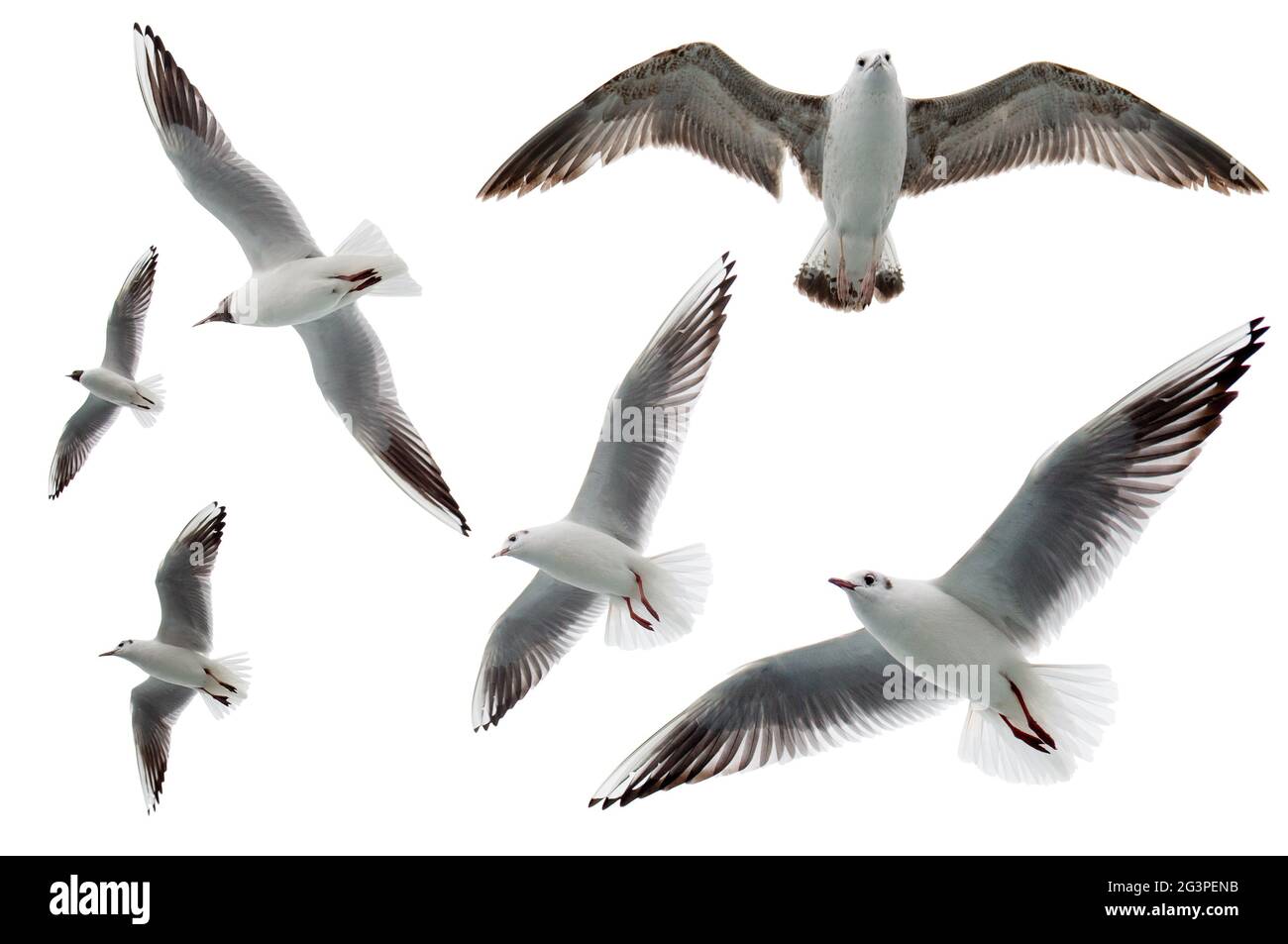 Set of seagulls flying isolated on white background. Birds collection ...