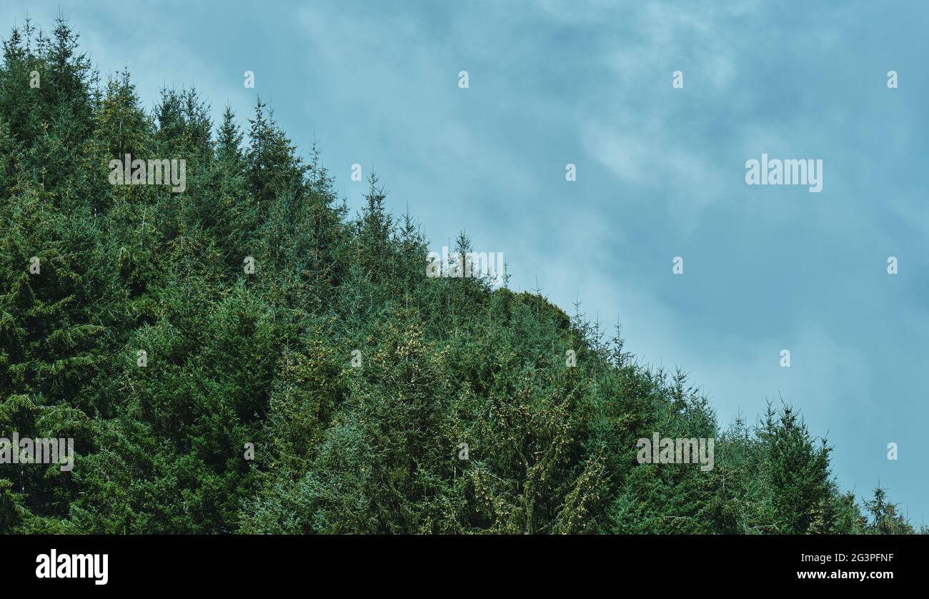 Line of trees across cloudy sky Stock Photo - Alamy