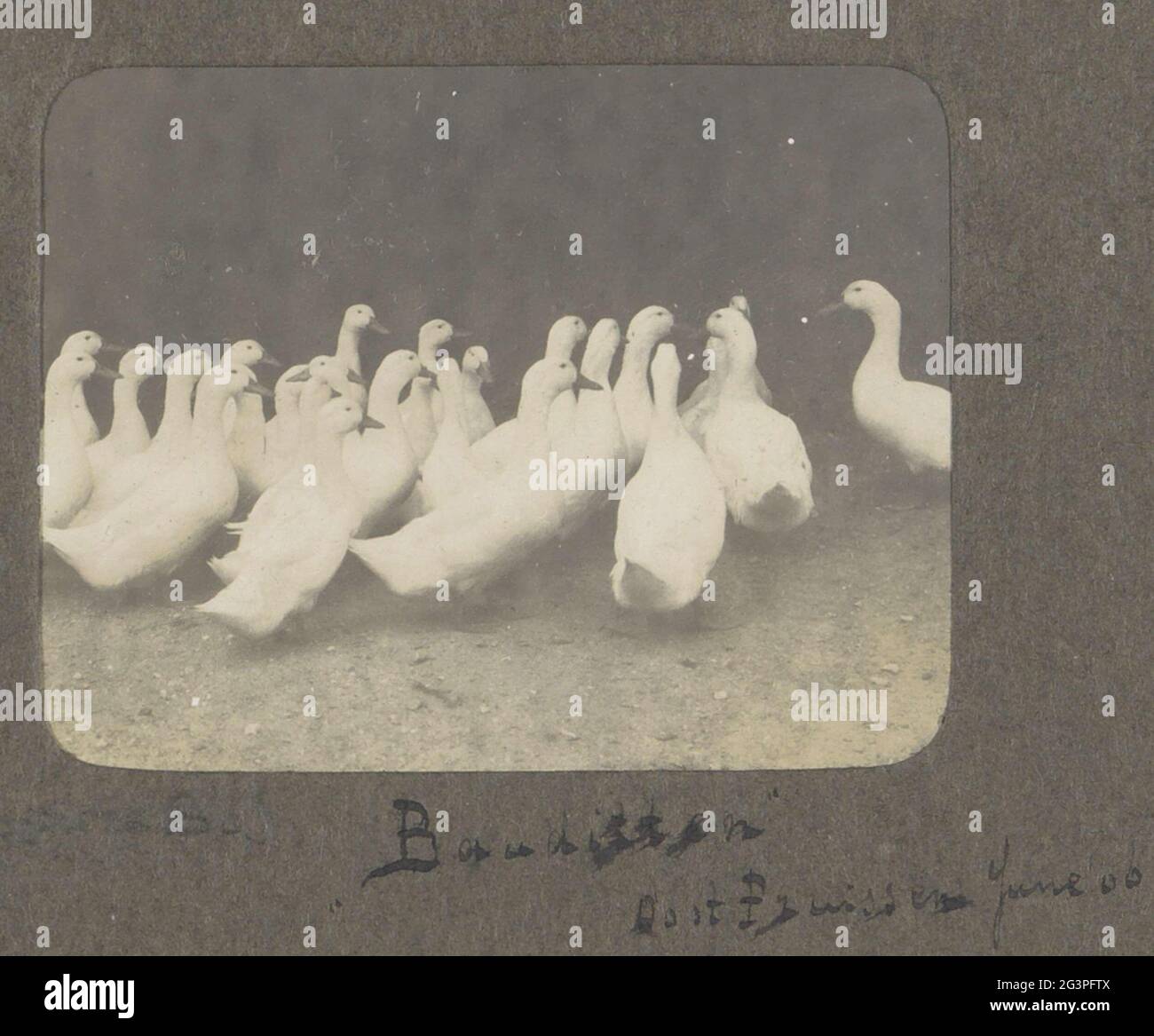 Group of geese in Prussia. Part of travel album from a Dutch family ...