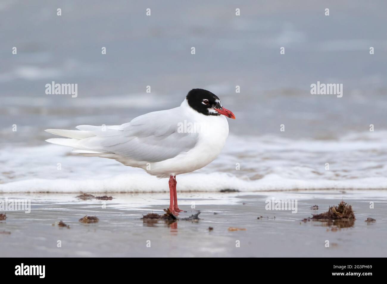 Mediterranean gull, Icthyaetusmelanocephalus, single adult in breeding ...