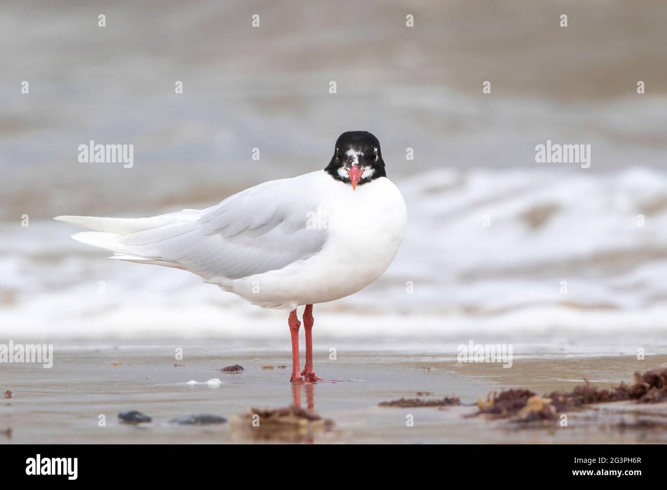 Mediterranean gull, Icthyaetusmelanocephalus, single adult in breeding ...