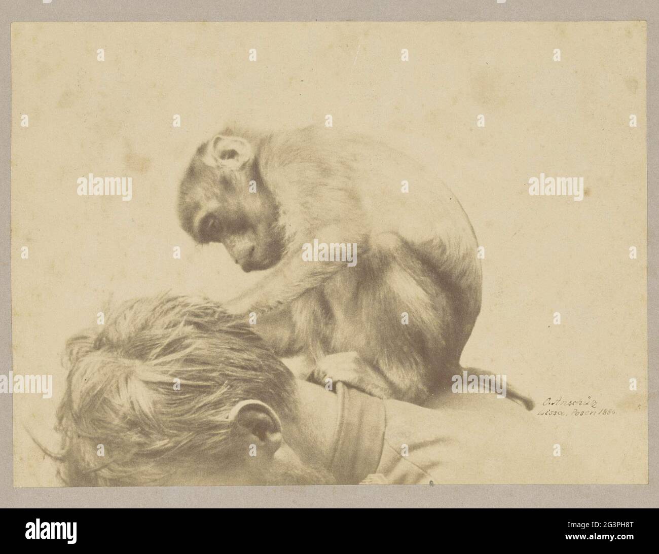 Monkey holding the head of a man Stock Photo - Alamy