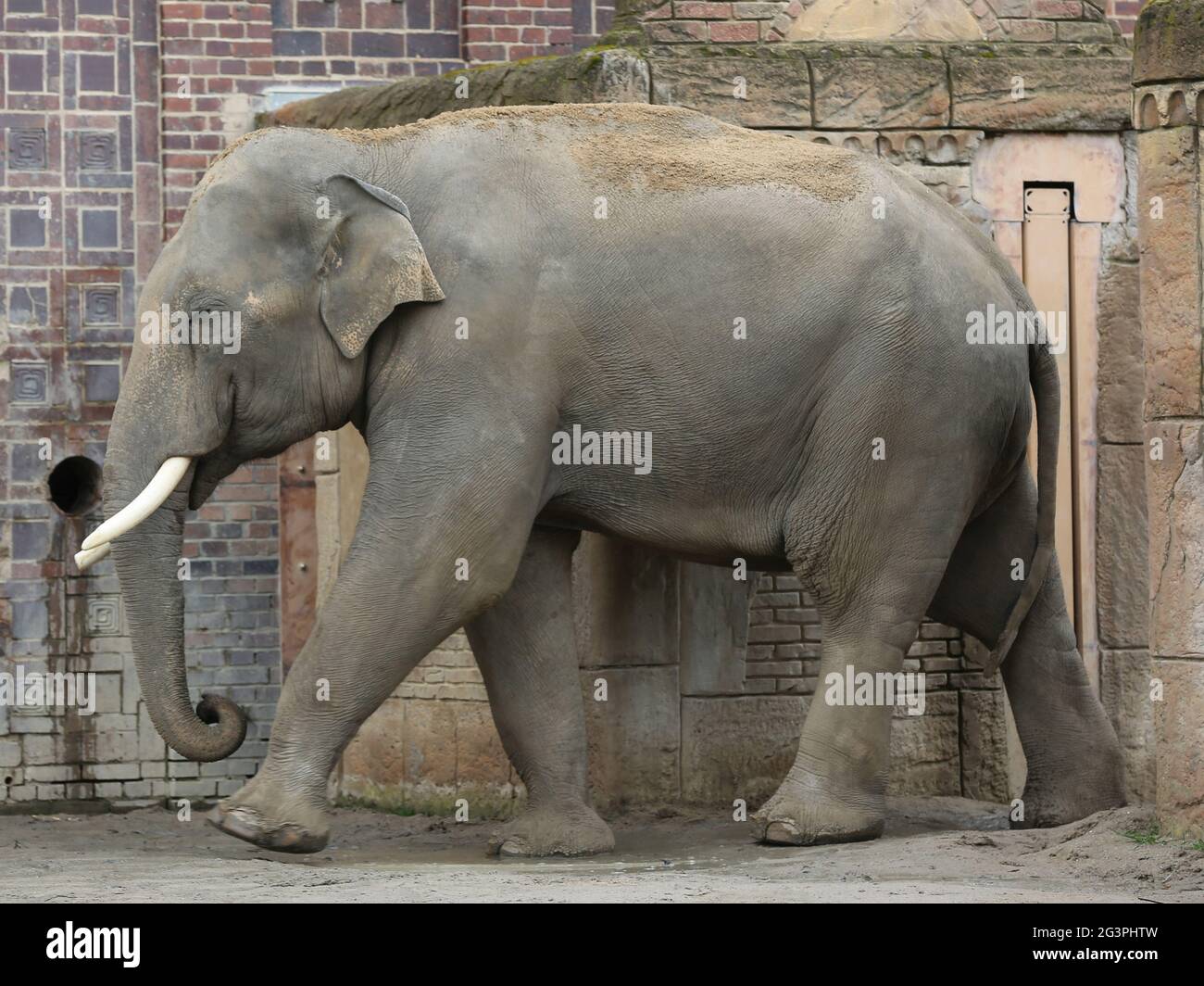 Asian elephant bull hi-res stock photography and images - Alamy