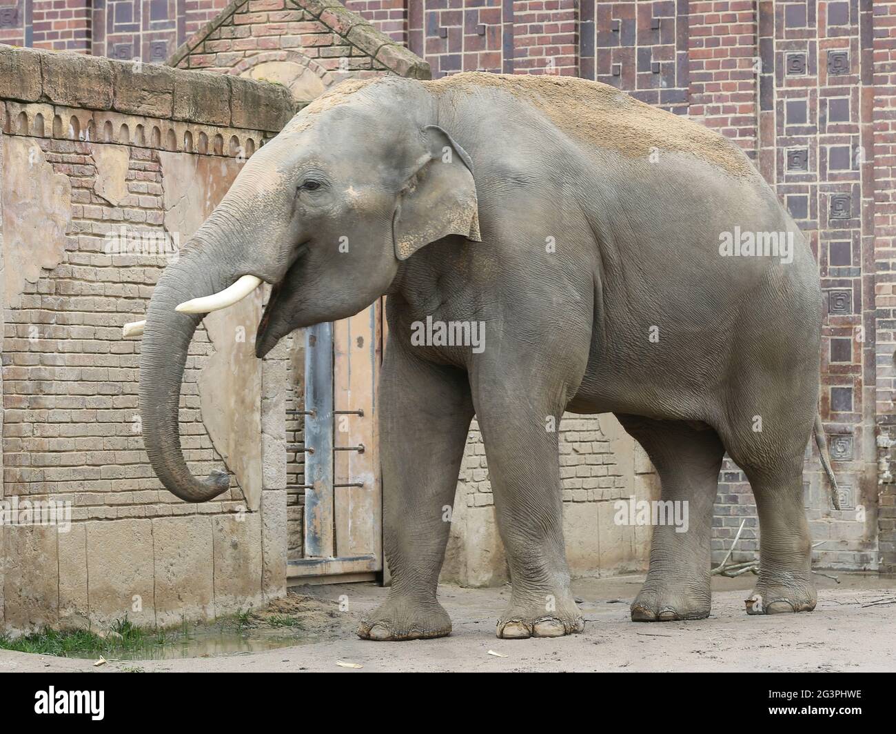 Asian elephant bull hi-res stock photography and images - Alamy