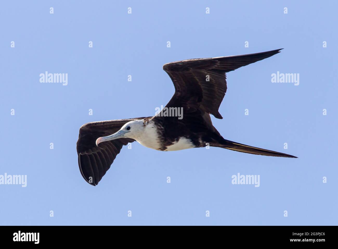 magnificent frigatebird, Fregata magnificens, single bird in flight ... magnificent frigatebird, Fregata magnificens, single bird in flight ...