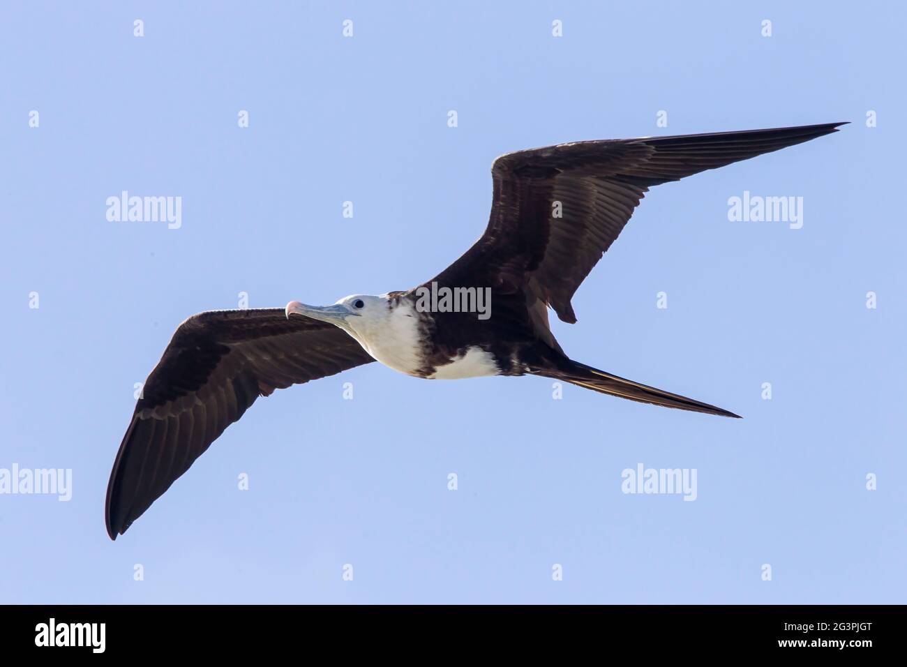 magnificent frigatebird, Fregata magnificens, single bird in flight ... magnificent frigatebird, Fregata magnificens, single bird in flight ...