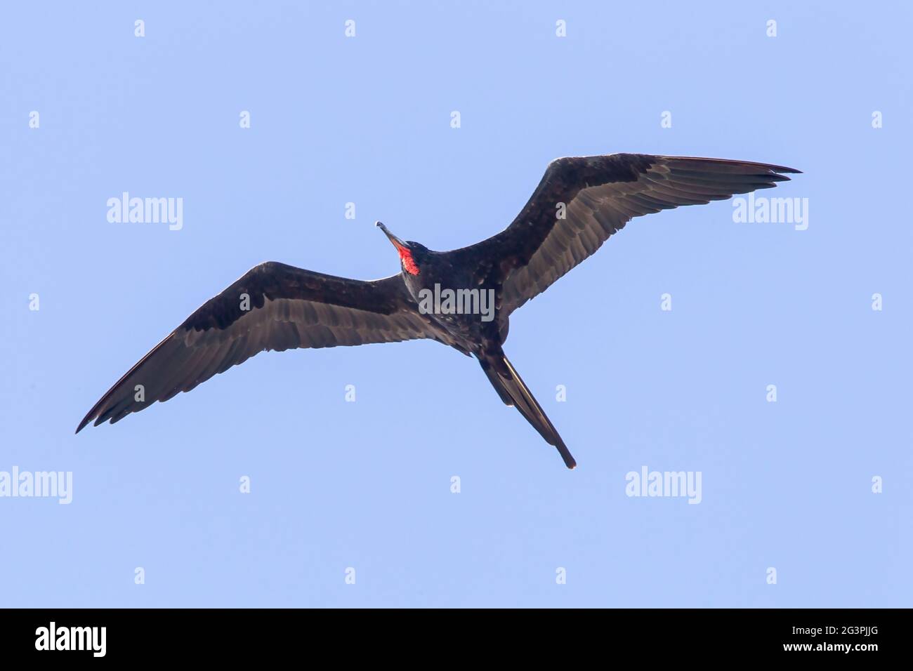 magnificent frigatebird, Fregata magnificens, single bird in flight ... magnificent frigatebird, Fregata magnificens, single bird in flight ...